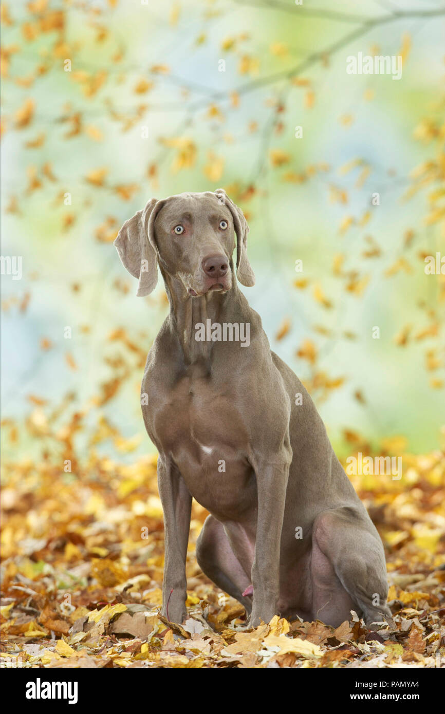 Weimaraner hi-res stock photography and images - Alamy