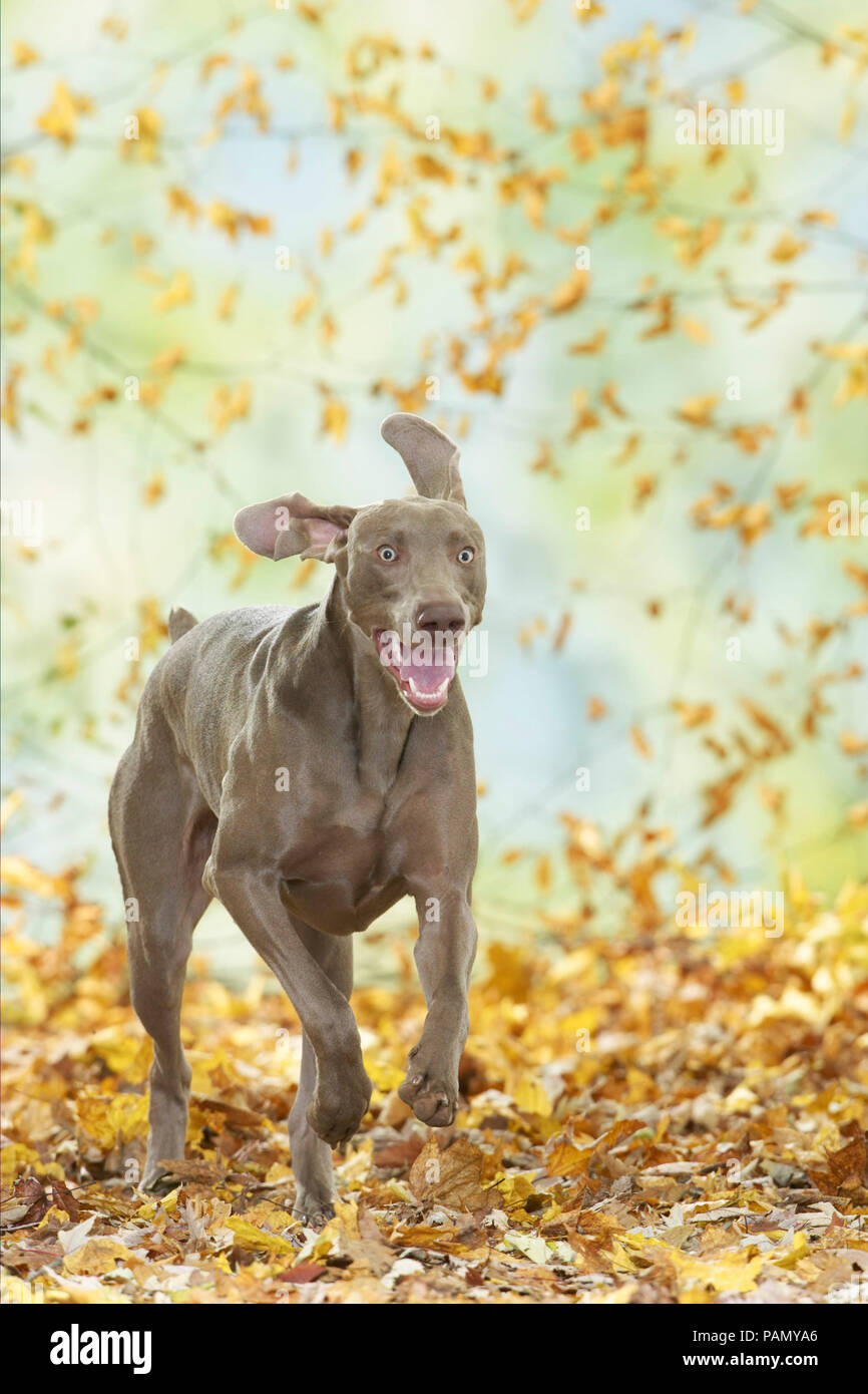 Weimaraner Adult Stock Photos & Weimaraner Adult Stock Images - Alamy