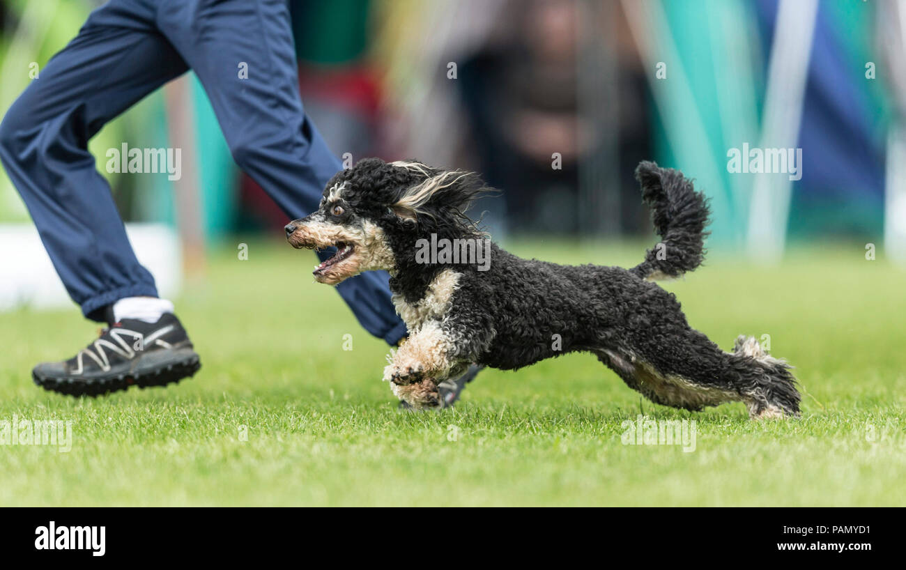 Standard poodle hi-res stock photography and images - Alamy