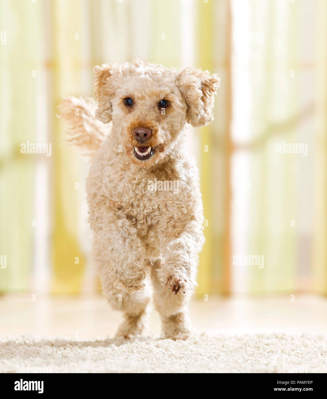 Poodle running in a room. Germany Stock Photo - Alamy
