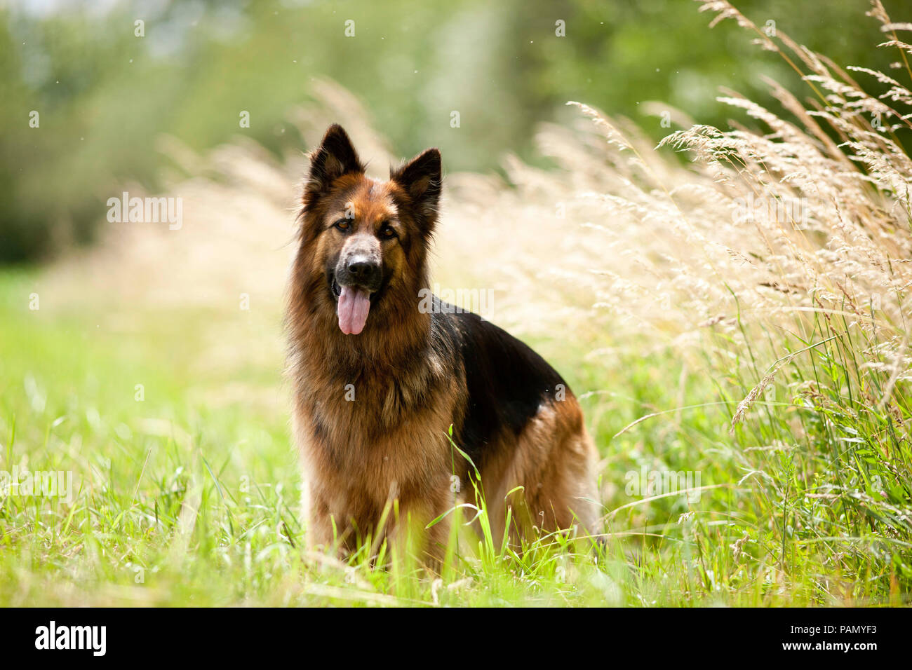 Old German Shepherd Dog. Adult standing on a meadow. Germany Stock ...