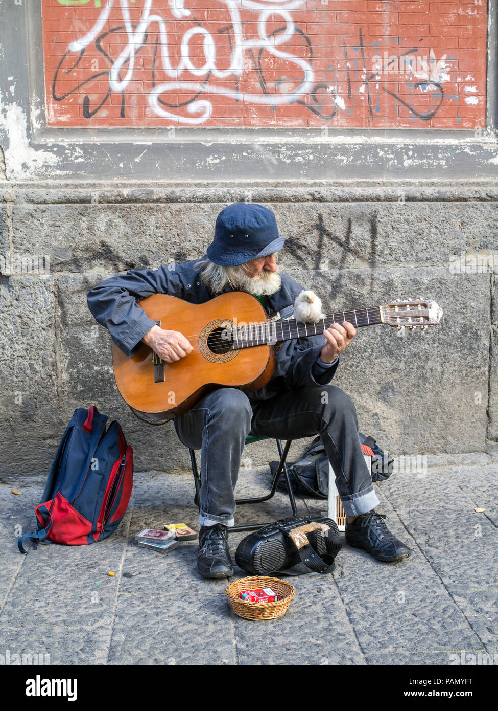 A busker plays guitar to his pet chicken on a street corner in Naples ...