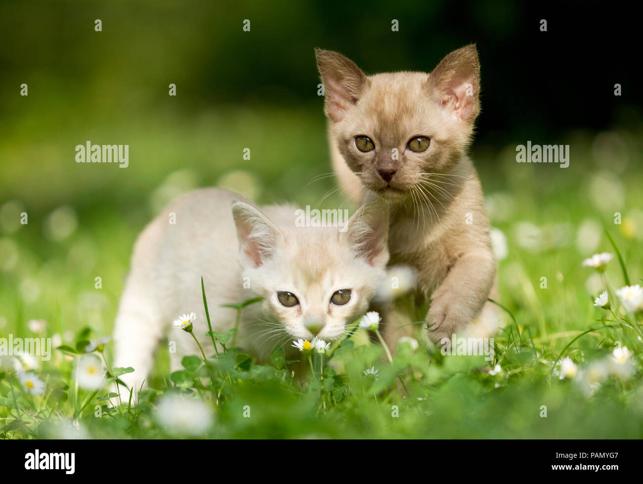 Burmese cat. Two kittens on a meadow with flowering daisies. Germany ...