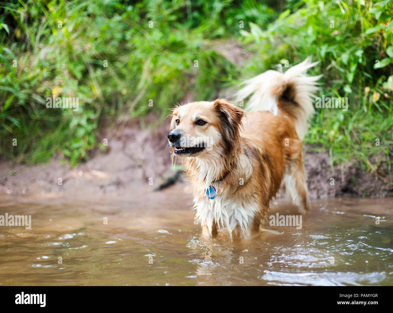 Mixed-breed dog. Adult dog standing in shallow water. Germany Stock ...