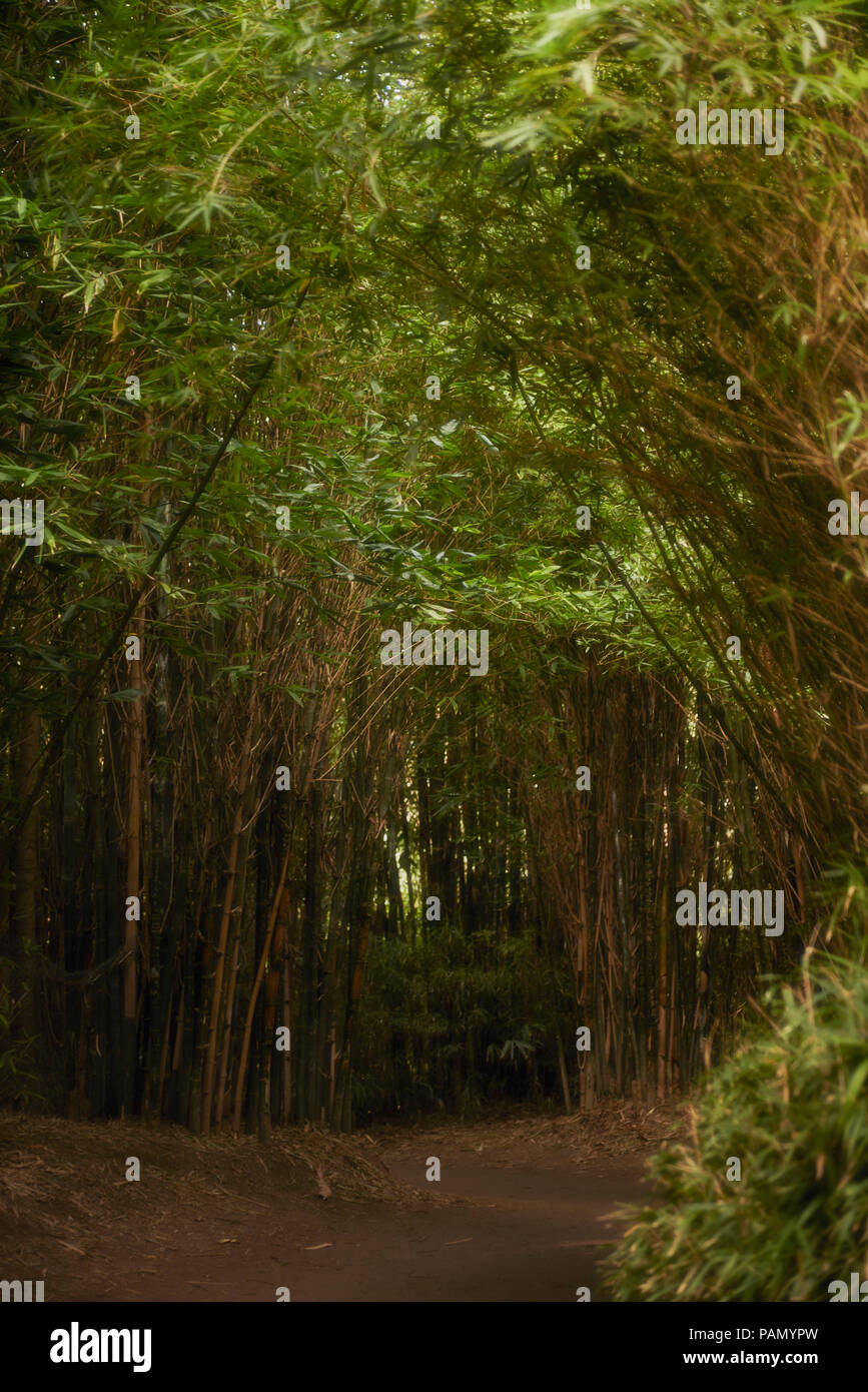 Path arching trees hi-res stock photography and images - Alamy