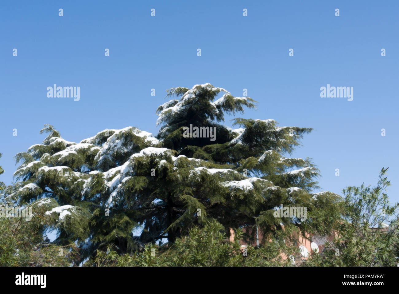 Cedar of Lebanon covered in snow in Rome during the exceptional ...