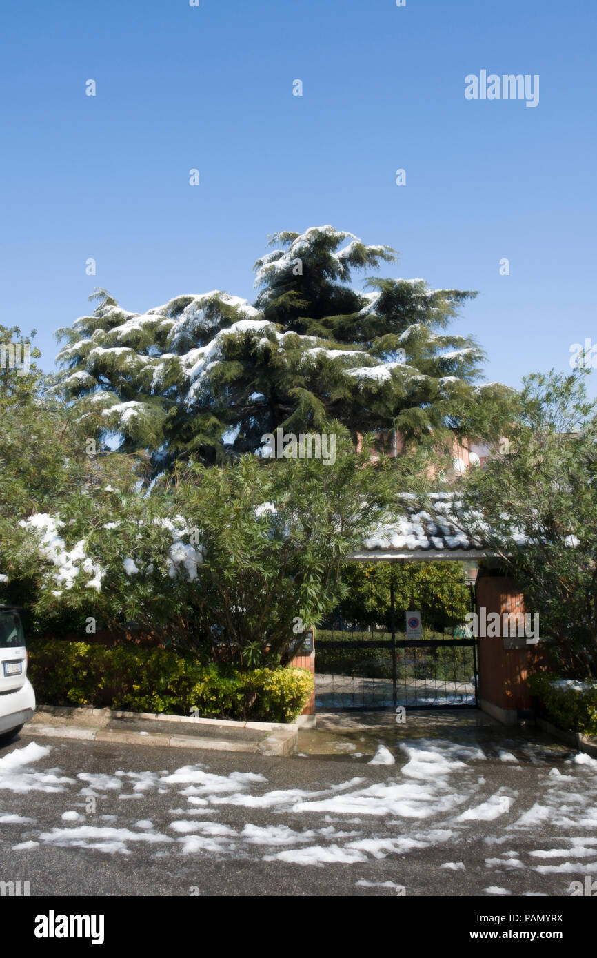 A Cedar of Lebanon covered in snow in Rome during the exceptional ...