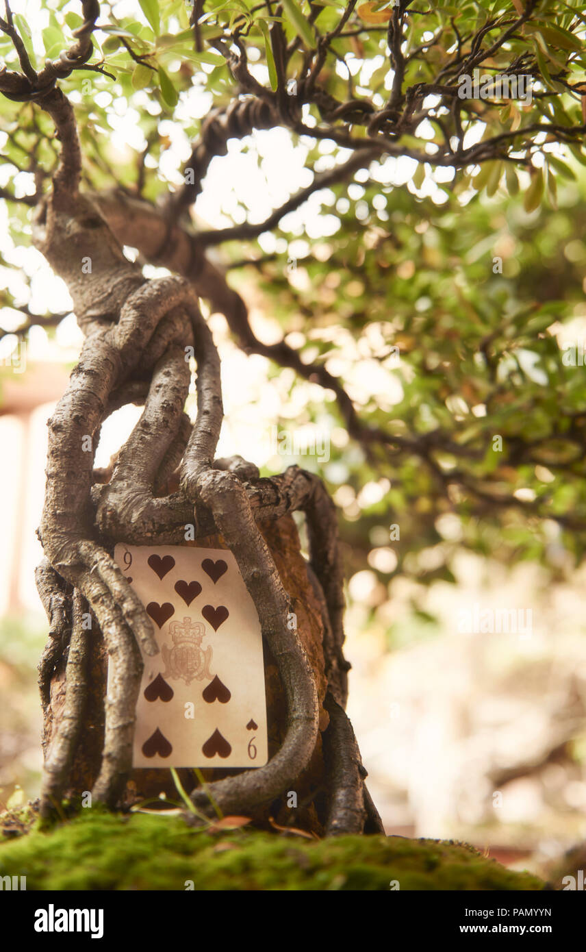 A Bonsai tree holds the nine of hearts within it's roots Stock Photo ...