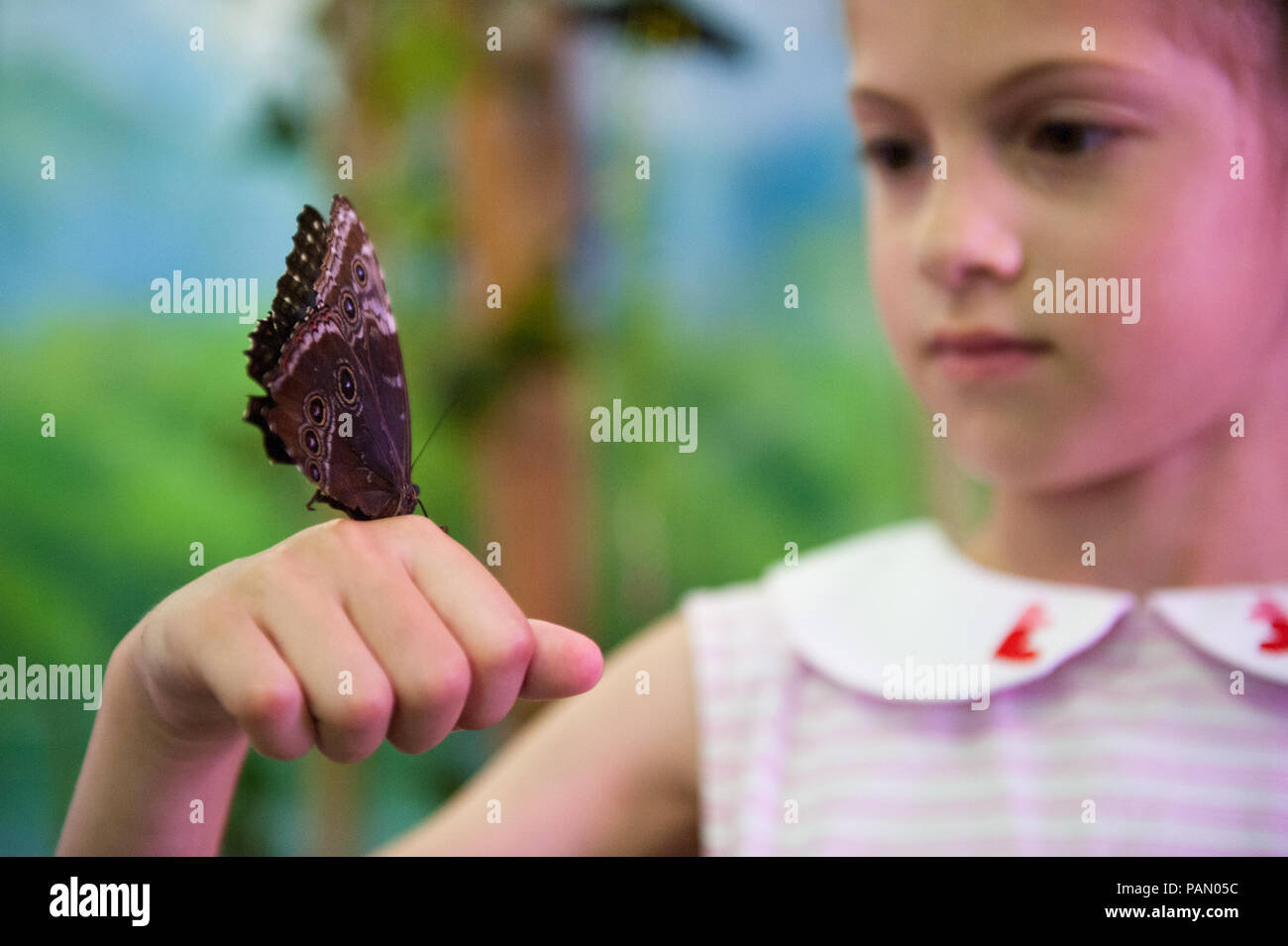 close up of cute little kid holding butterfly on hand and looking at it ...