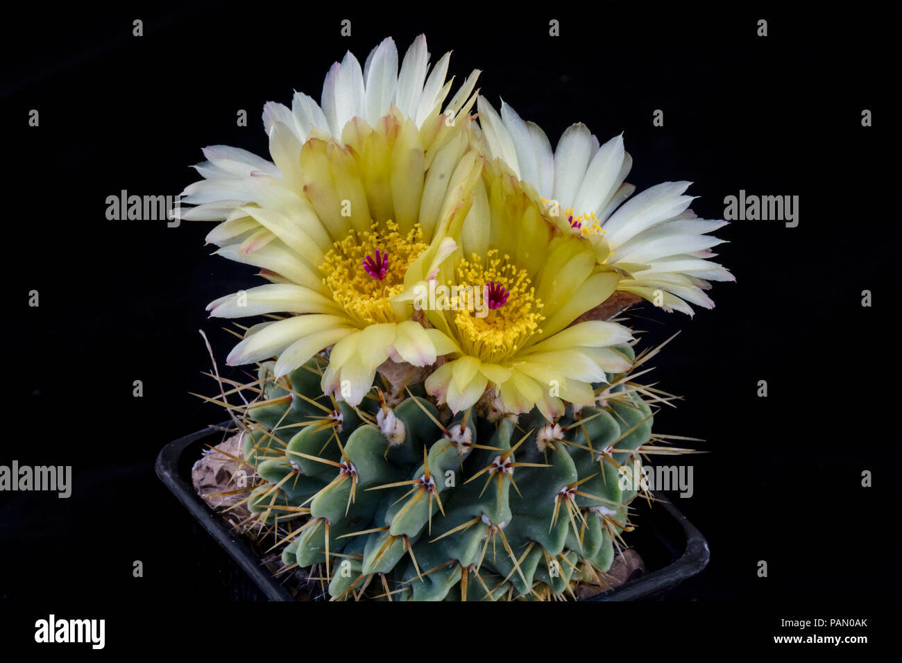 Cactus lobivia Notocactus beguinii with flower isolated on Black Stock ...