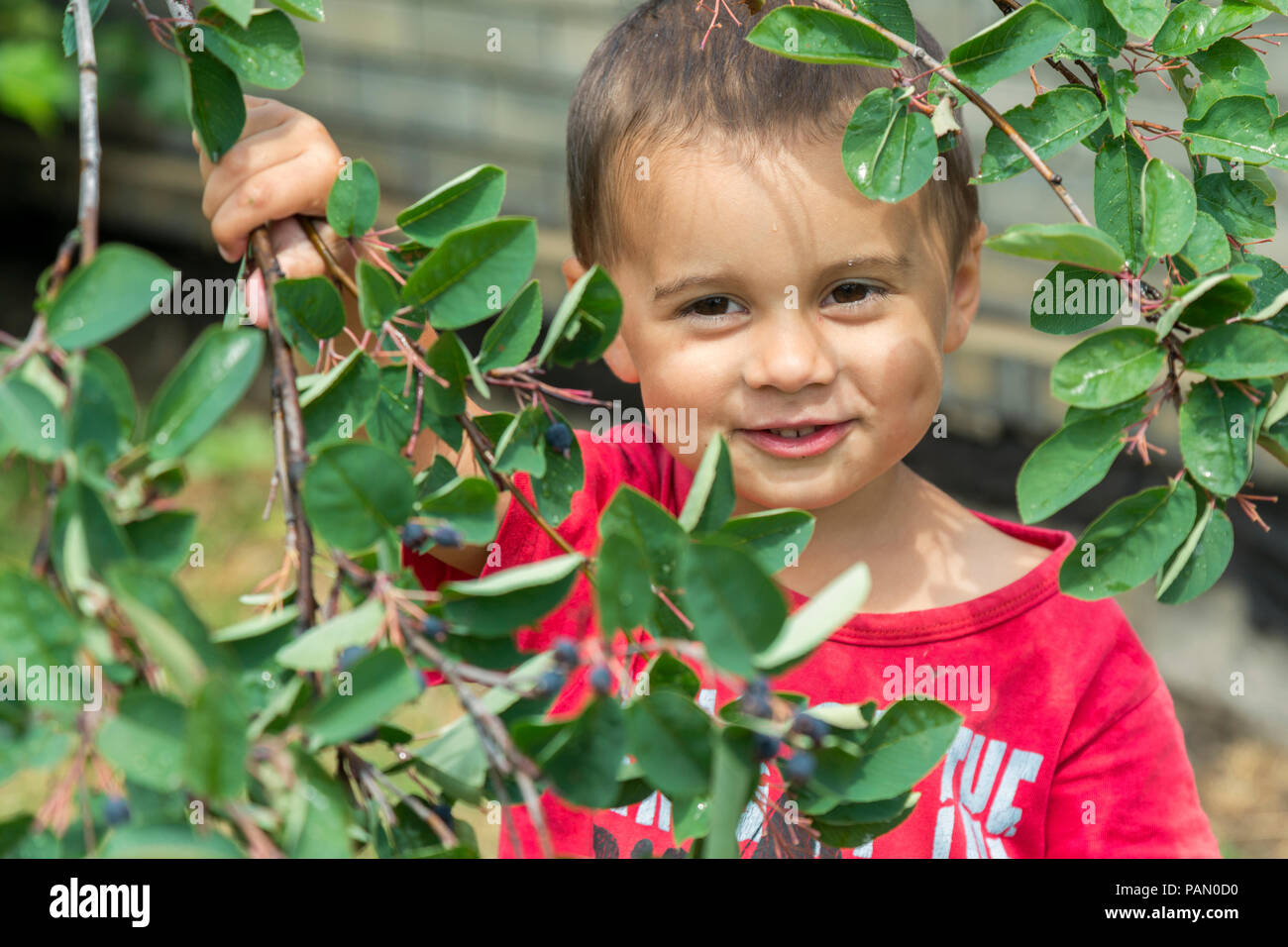 A happy little boy eats berries from a bush Stock Photo - Alamy