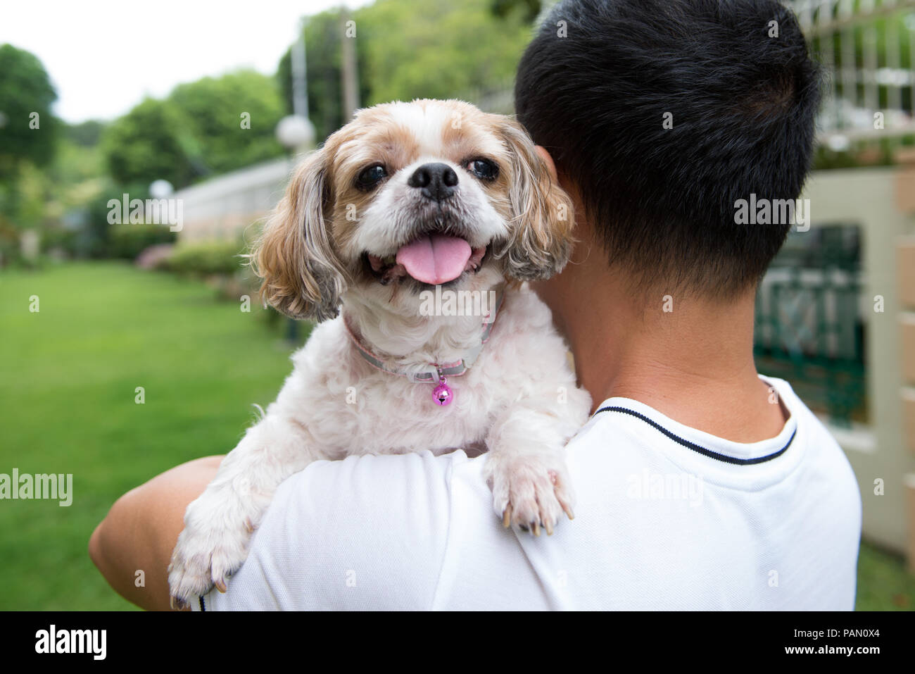 Asian young man with his pet Shih Tzu puppy dog outdoor Stock Photo - Alamy