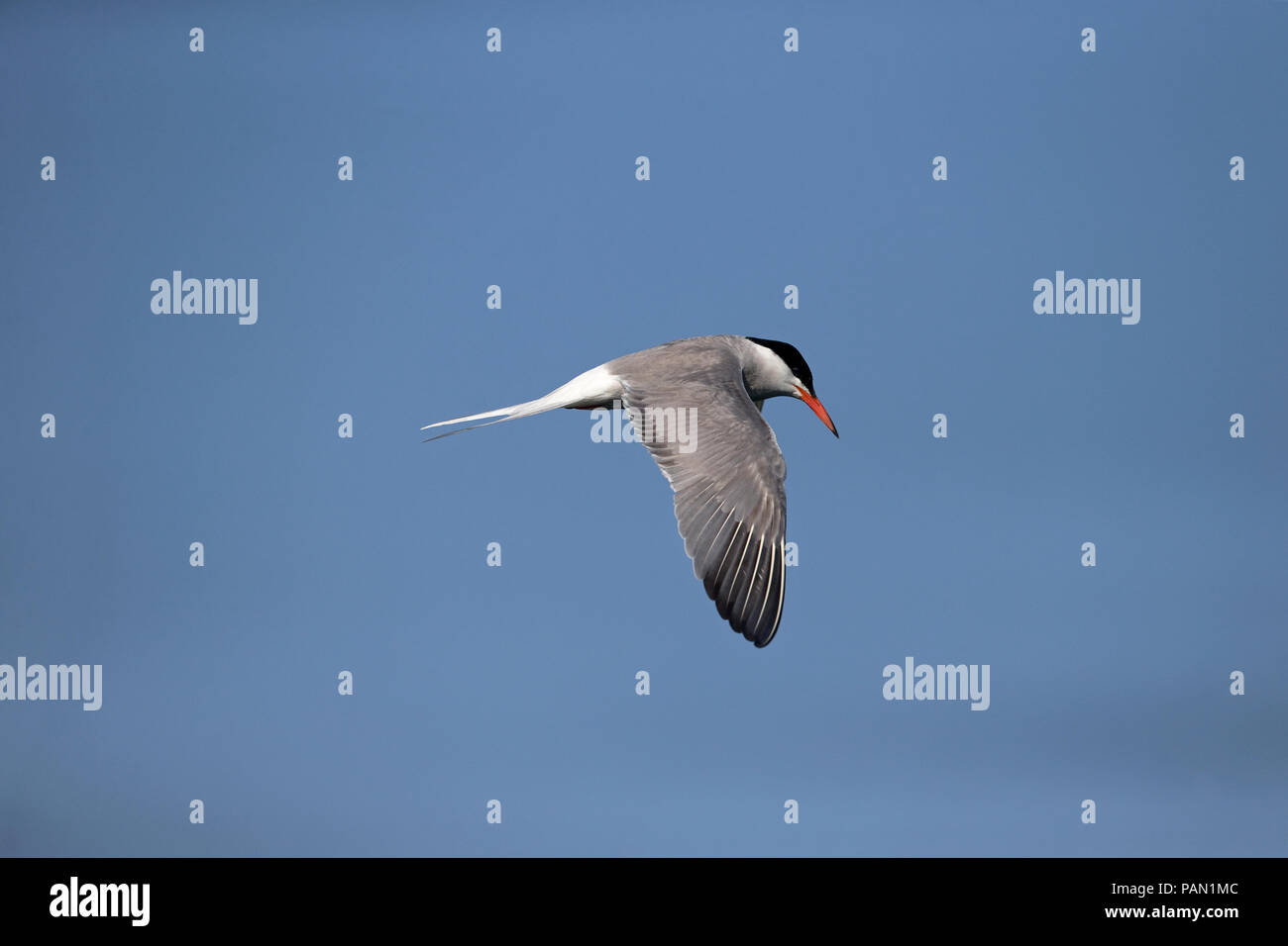 Common Tern (Sterna hirundo Stock Photo - Alamy