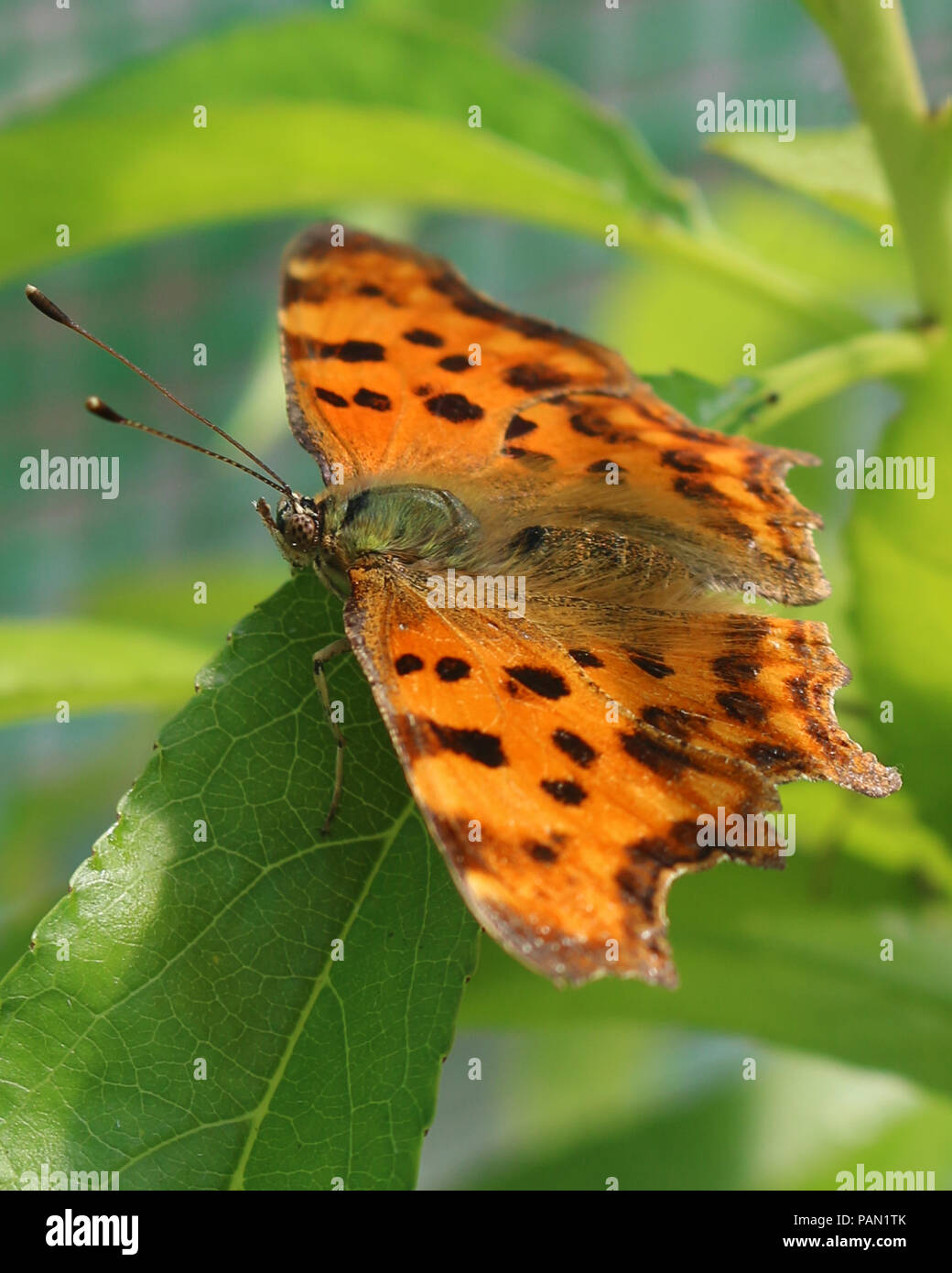 Comma dorsal view hi-res stock photography and images - Alamy