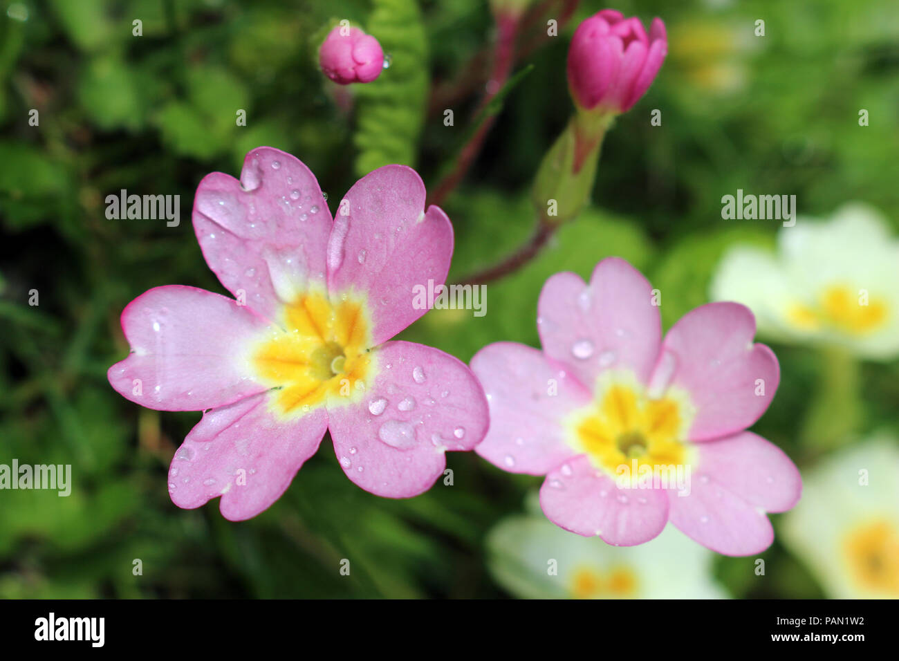Botany primulaceae water hi-res stock photography and images - Alamy