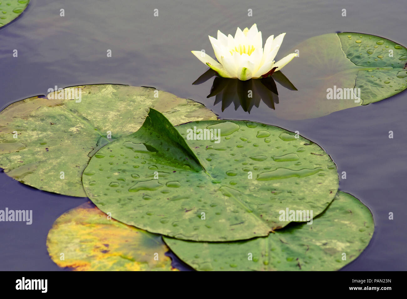 Aquatic plants water lilies hi-res stock photography and images - Alamy