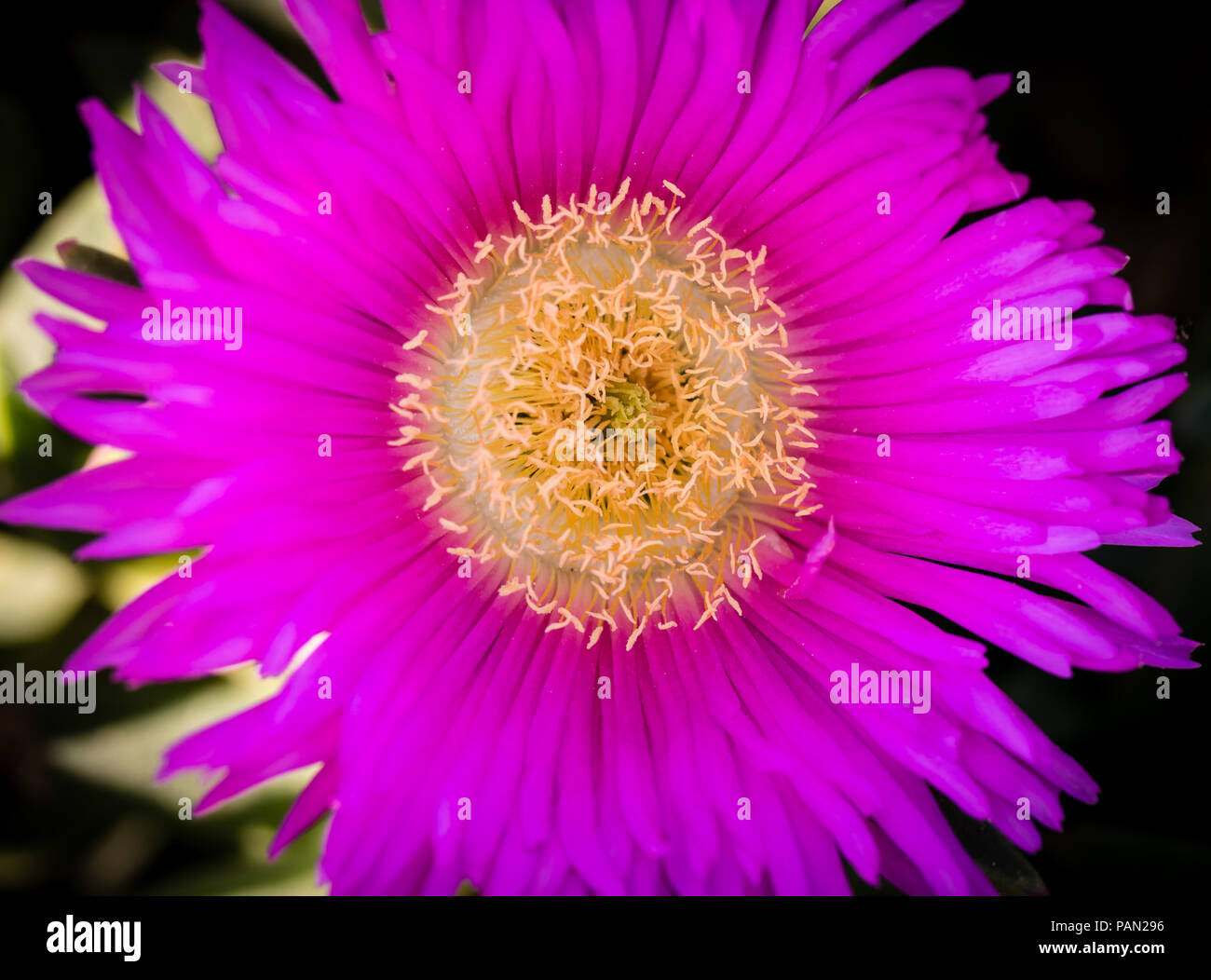 Center of flower in close up detail Stock Photo - Alamy