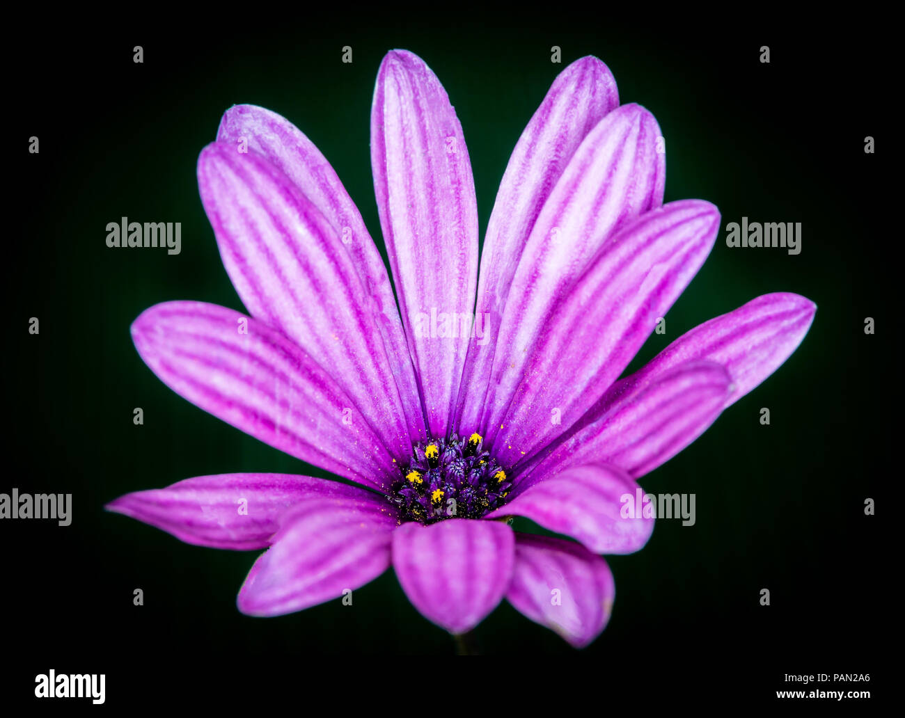 Beautiful Red flower up close and Isolated Stock Photo - Alamy