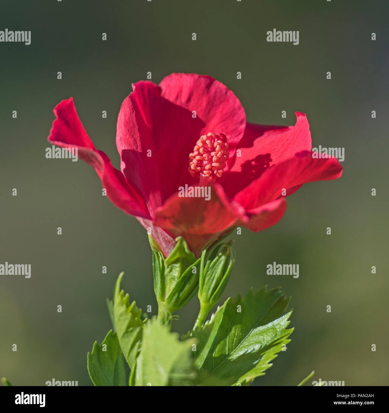 Close-up detail of a red hibiscus rosa sinensis flower petals and ...