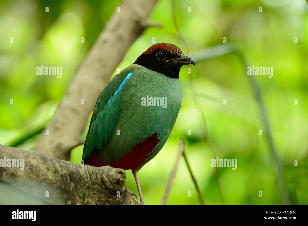 beautiful hooded pitta inThai forest Stock Photo - Alamy