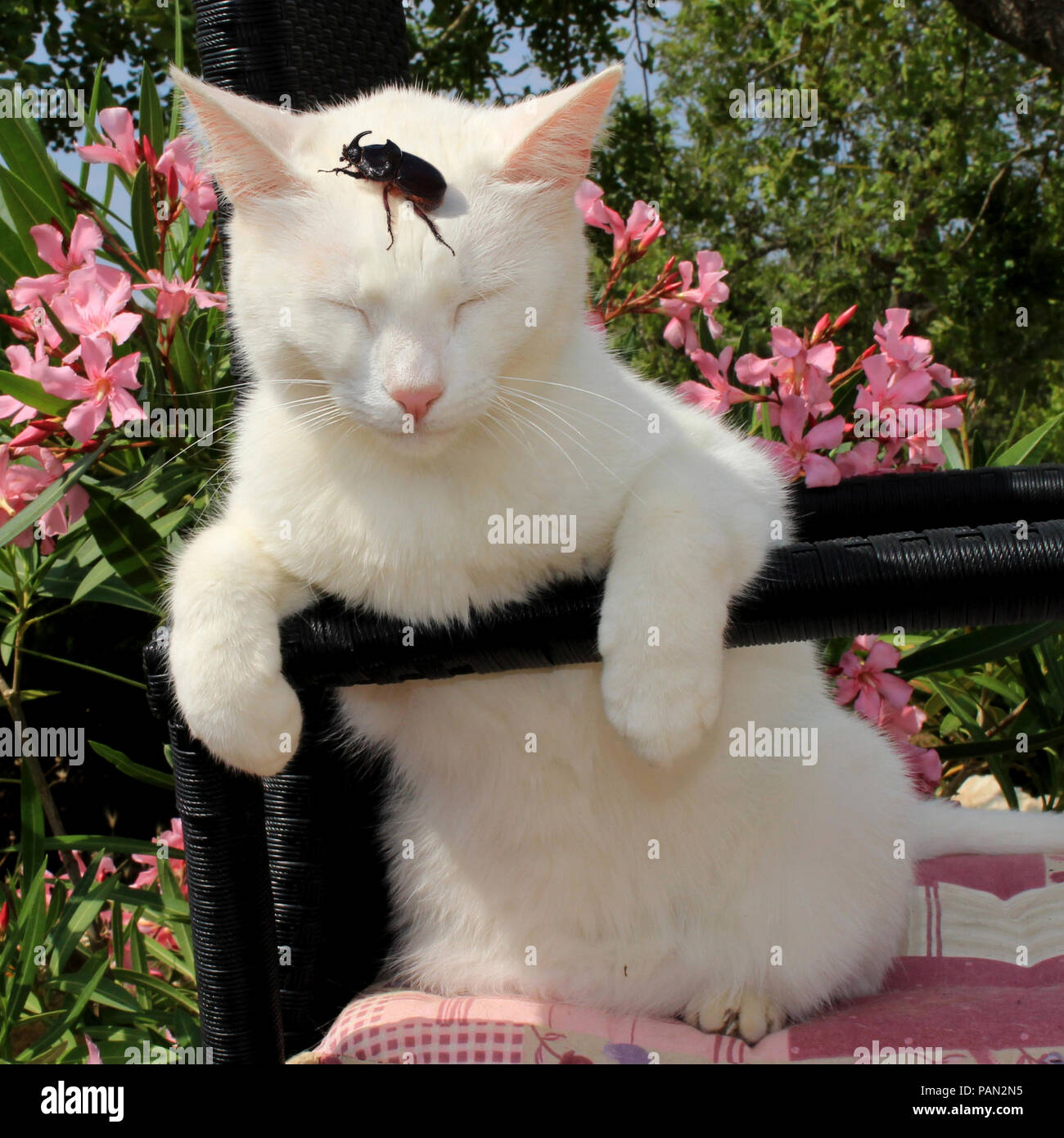 white cat with a rhinoceros beetle on her head Stock Photo - Alamy