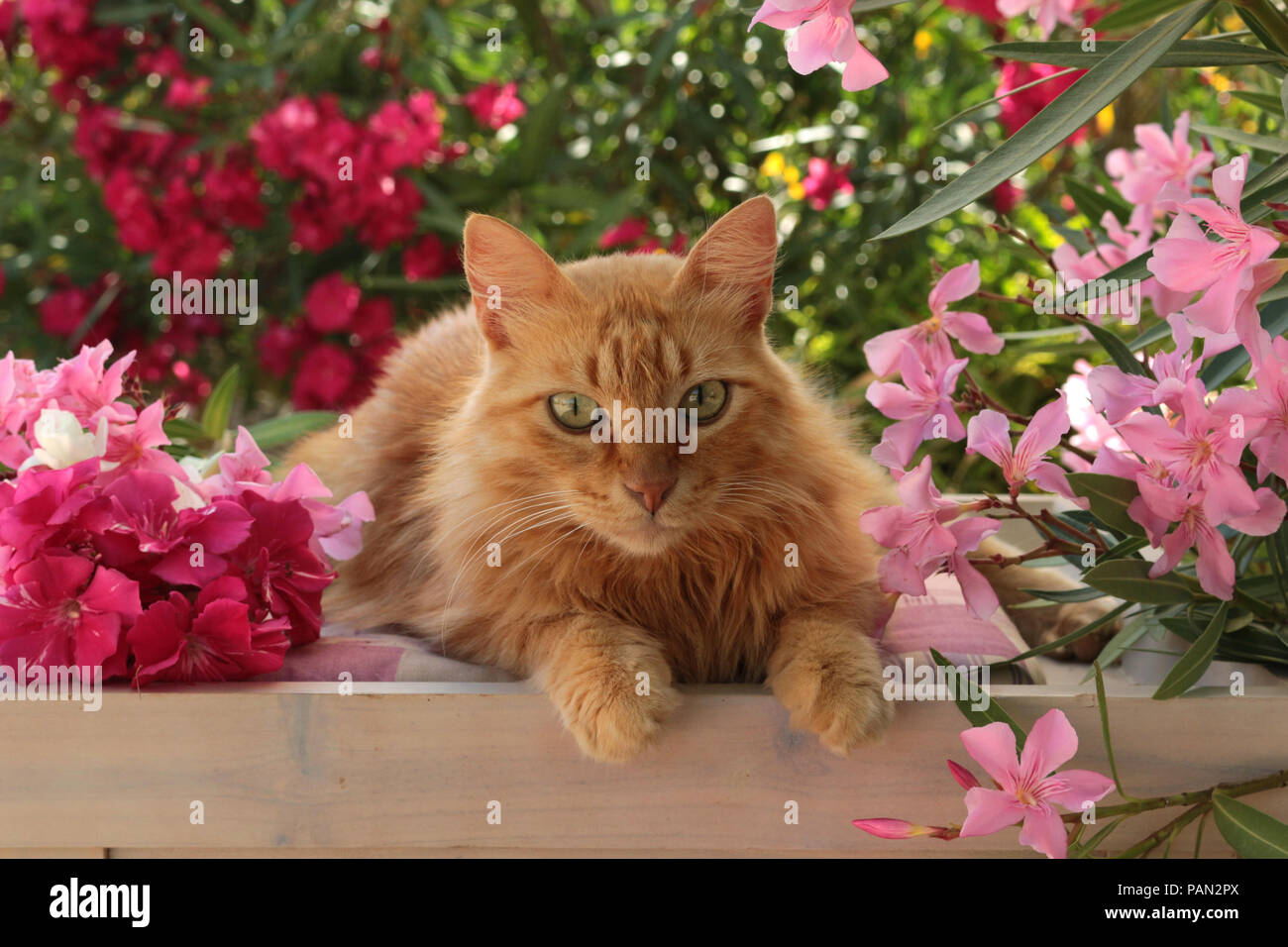domestic cat, ginger, lying between oleander flowers Stock Photo - Alamy