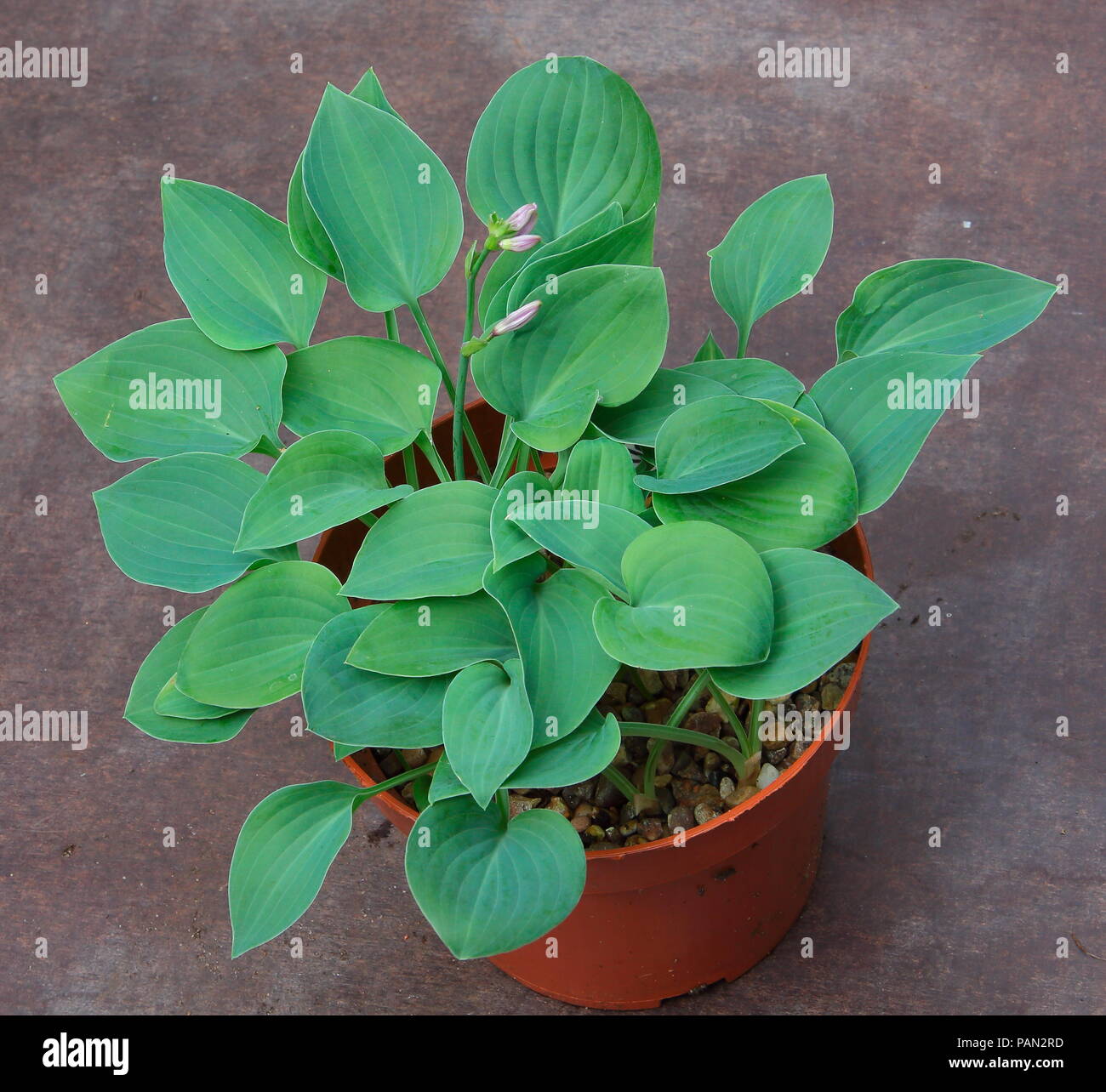 Carefully cultured hi-res stock photography and images - Alamy