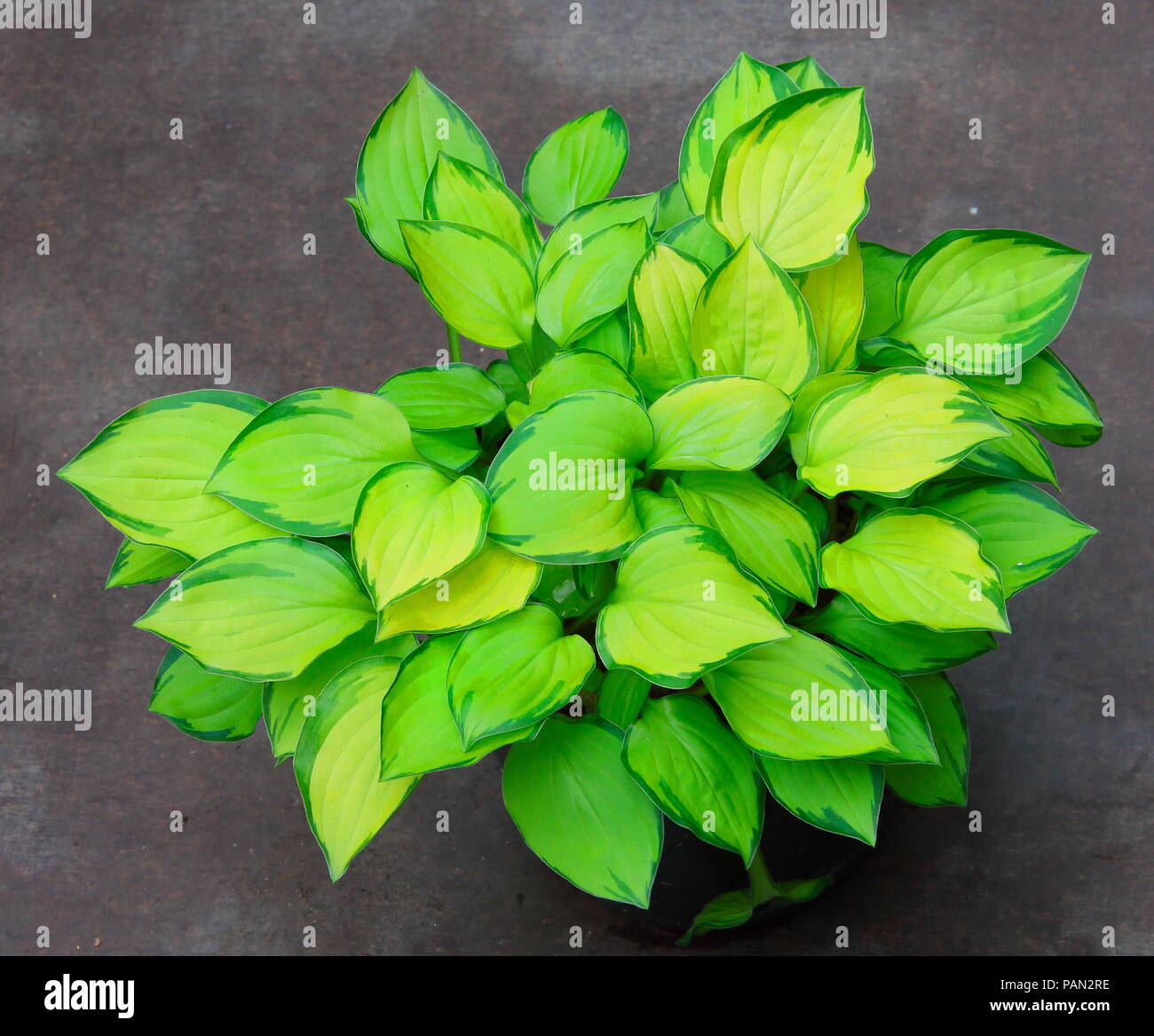 Potted hostas hi-res stock photography and images - Alamy