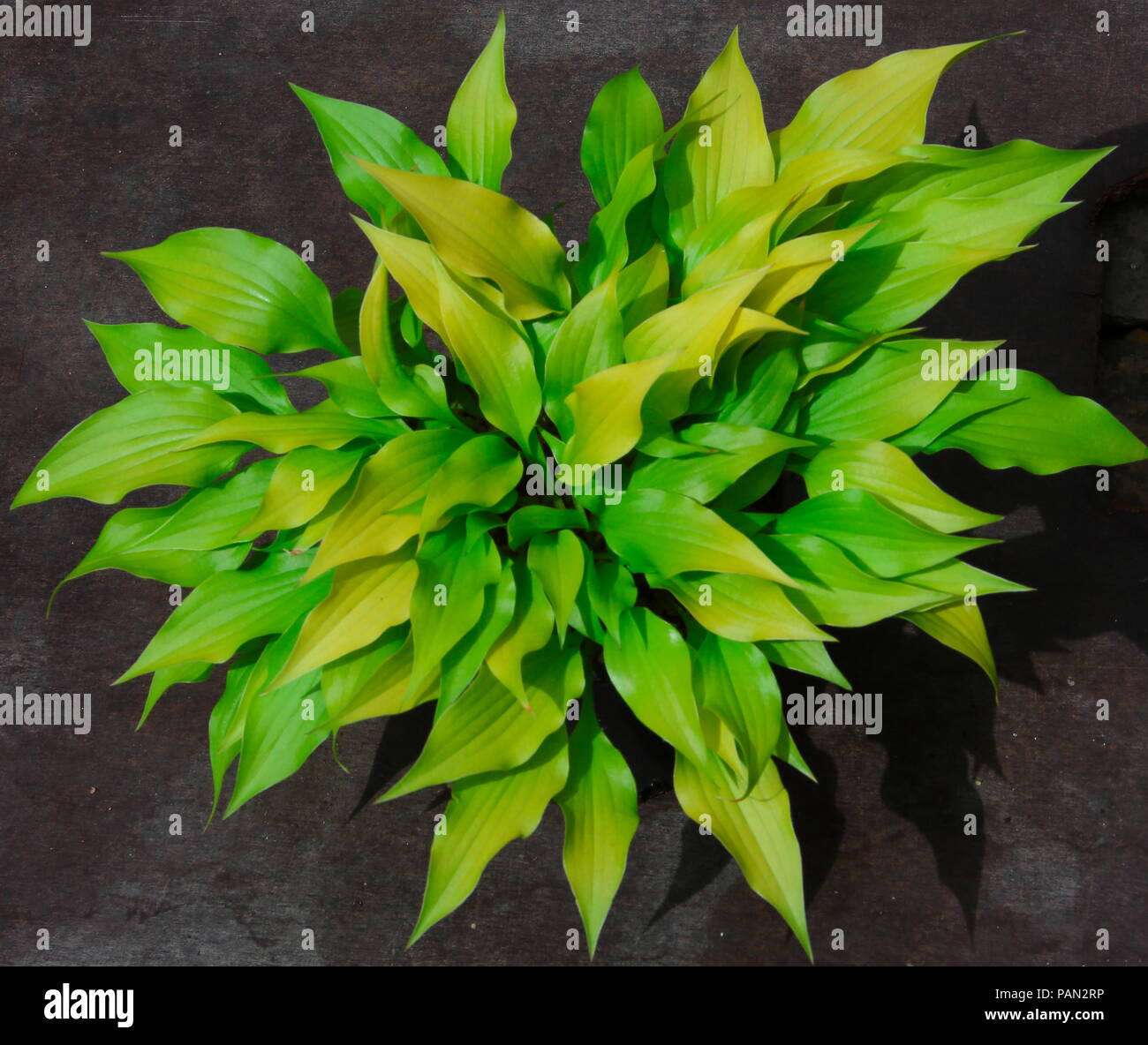 The delightful Hosta with its beautiful display of colourful foliage ...