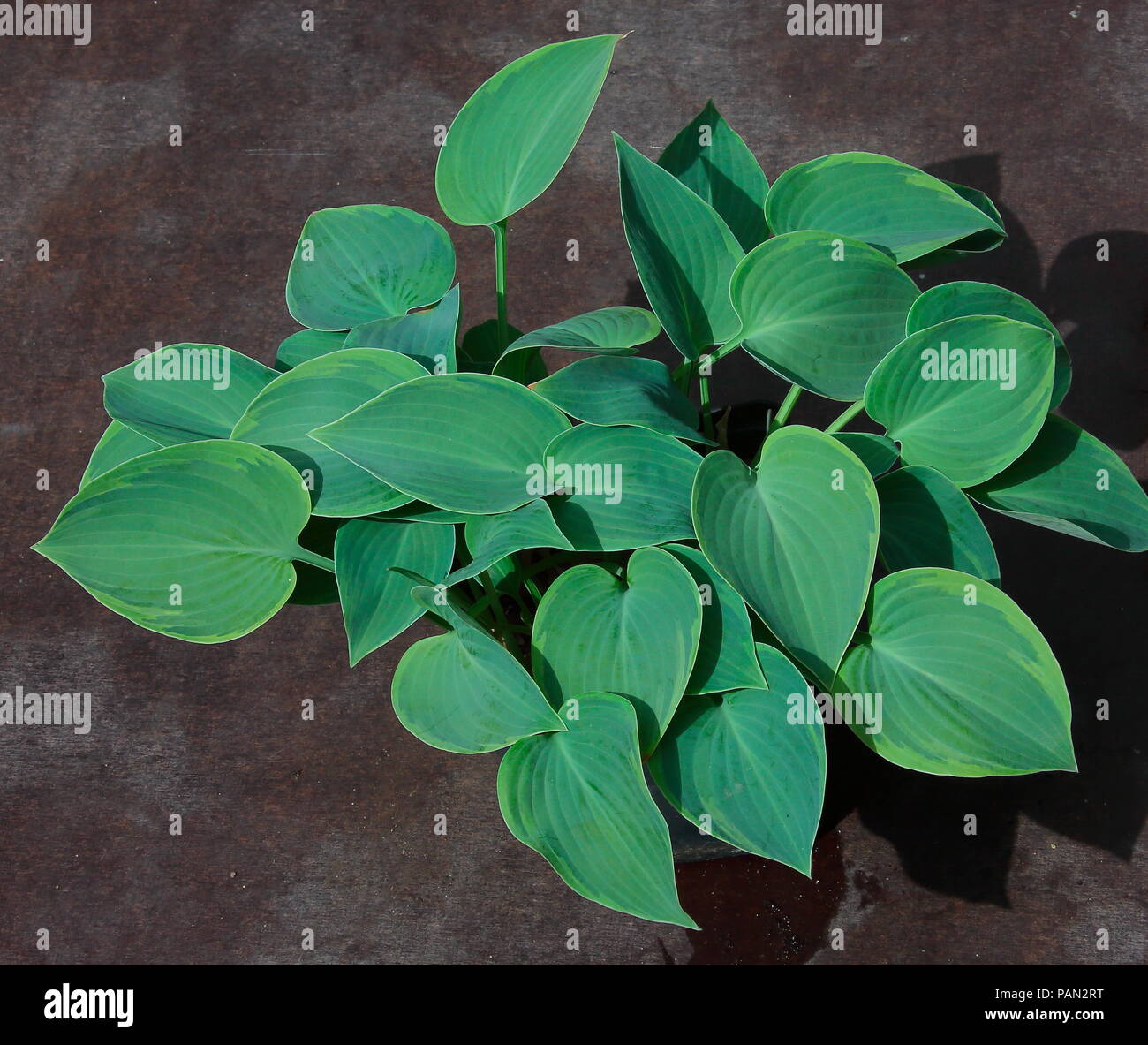 The Hosta called "Lakeside scamp" which forms part of the British ...