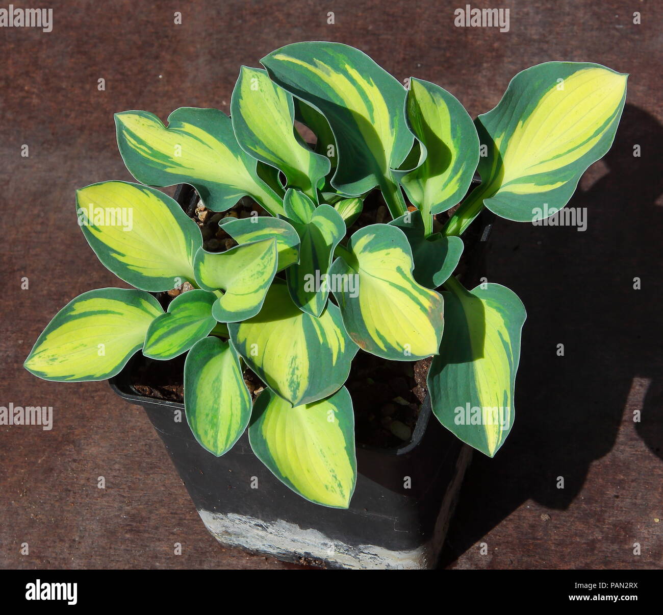 The famous hosta plant named "desert mouse" as part of the "British ...