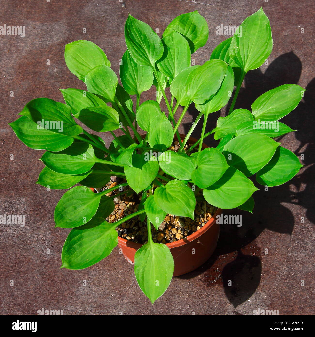 The Hosta plant in one of its many forms shown here as part of the ...