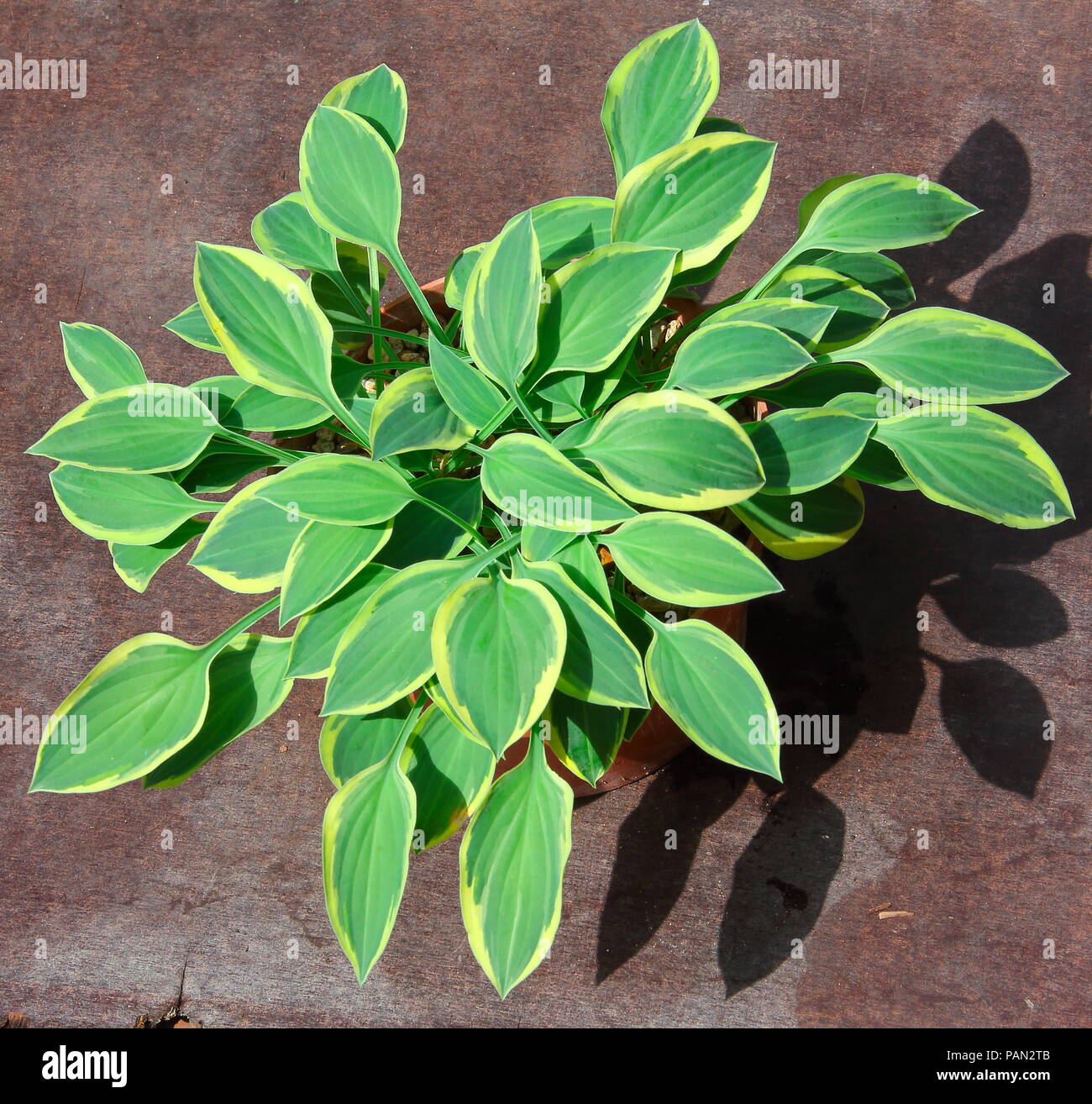 Carefully cultured hi-res stock photography and images - Alamy