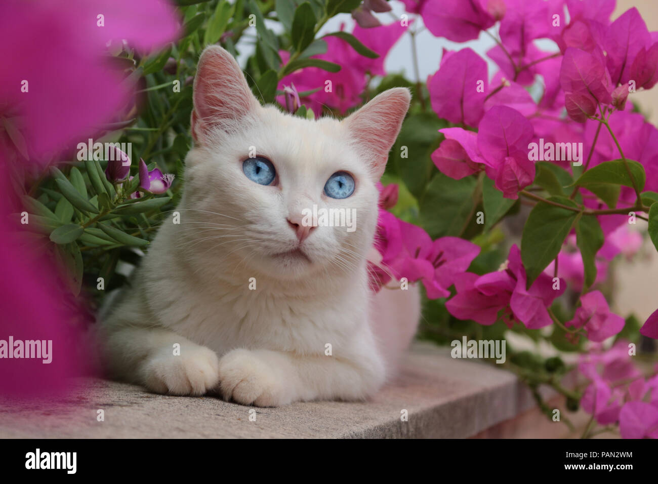Cat between flowers hi-res stock photography and images - Alamy