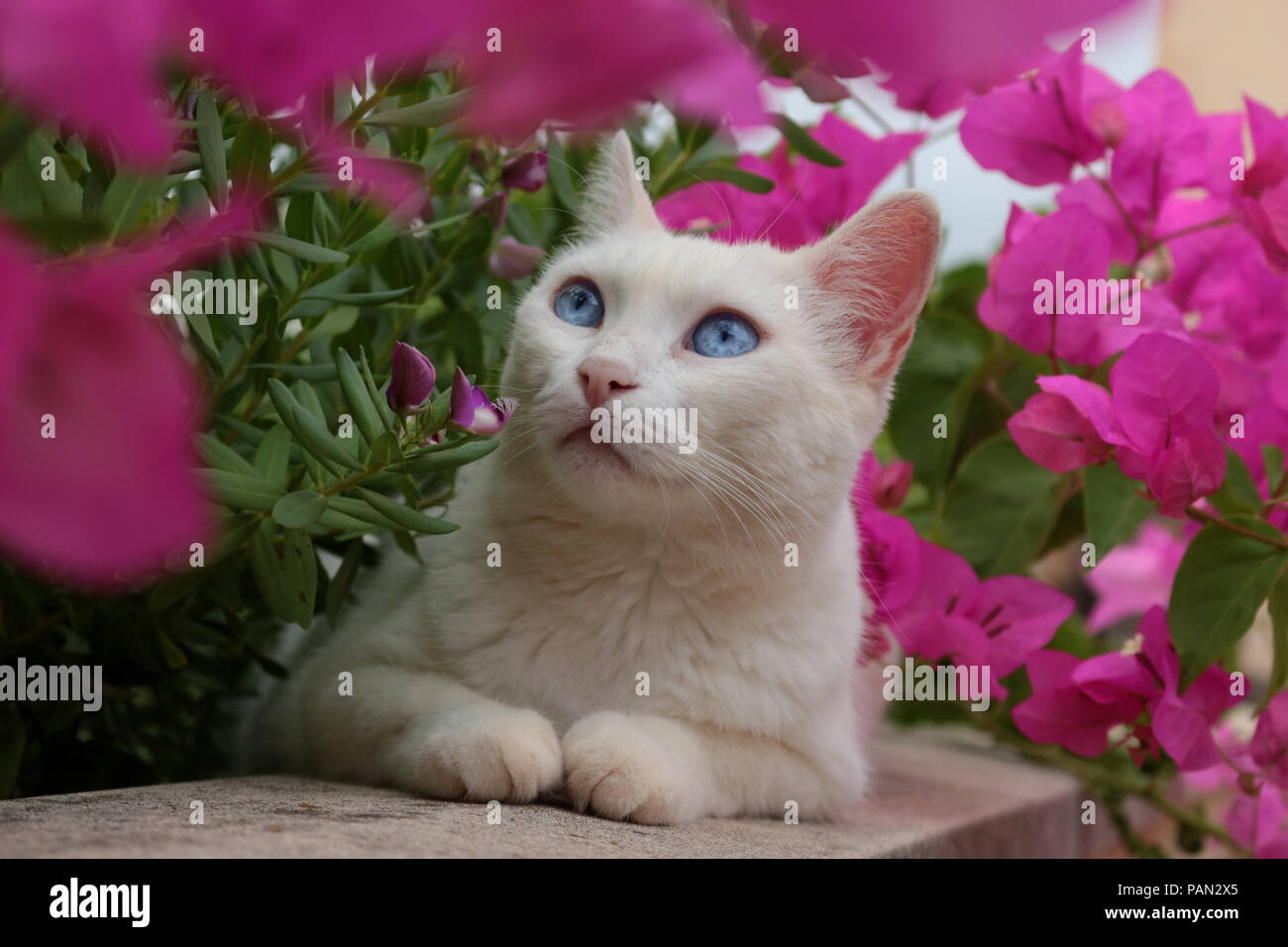 Cat with plants hi-res stock photography and images - Alamy