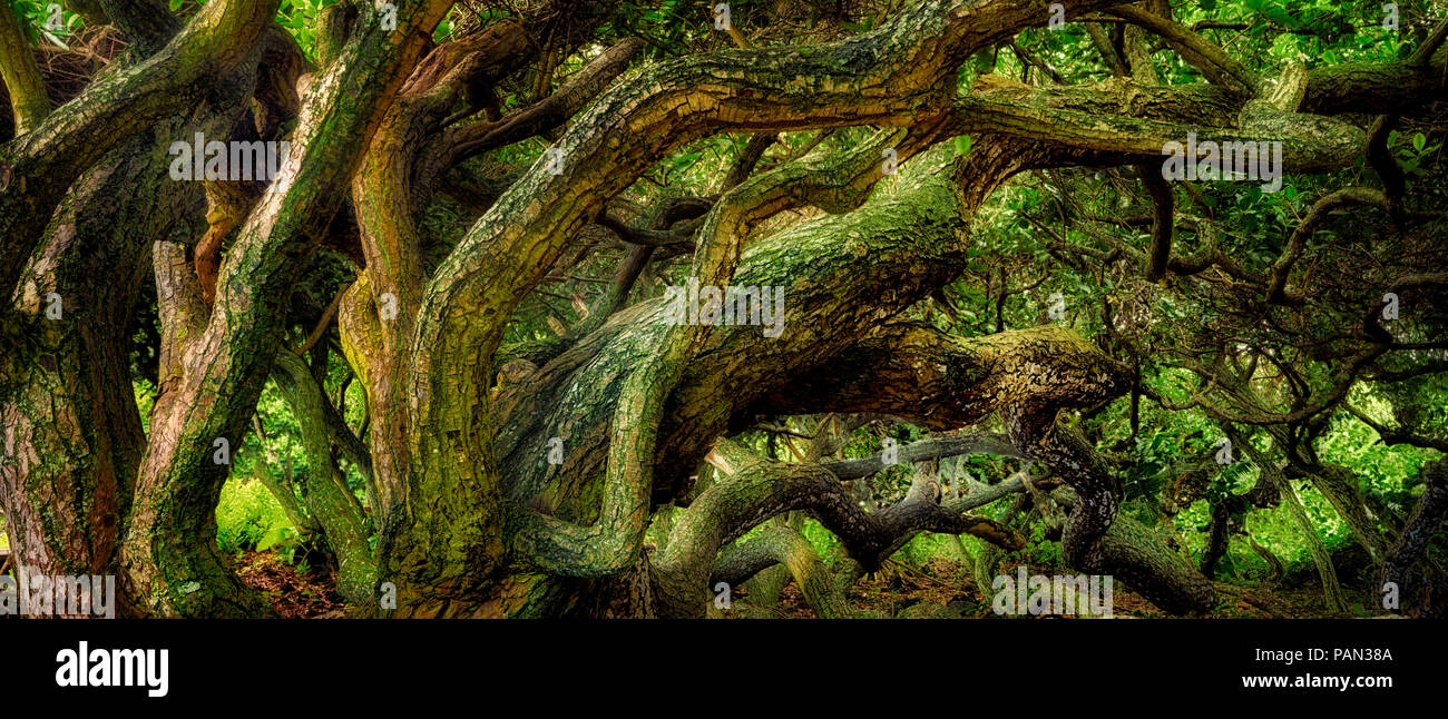Wildly branching fig tree in Isaac Hale Beach Park, Near Pahoa, Hawaii ...