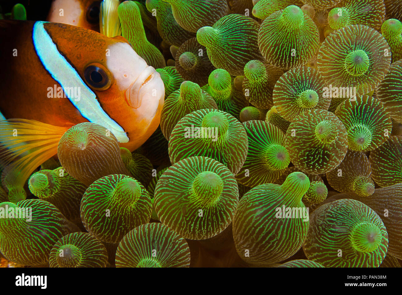 Clark's anemonefish, Amphiprion clarkii, in sea anemone, Entacmaea ...