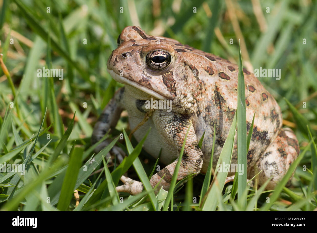 Portrait of a Fowler's toad, Anaxyrus fowleri Stock Photo - Alamy