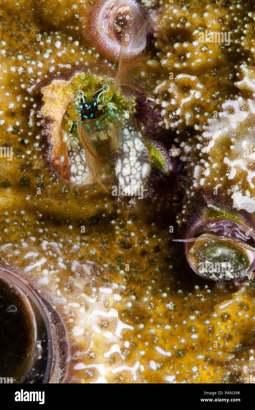 This species of coral hermit crab, Paguritta sp, is known, but still ...