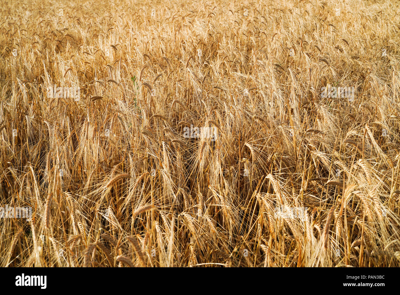 Golden barley field, texture, background Stock Photo - Alamy