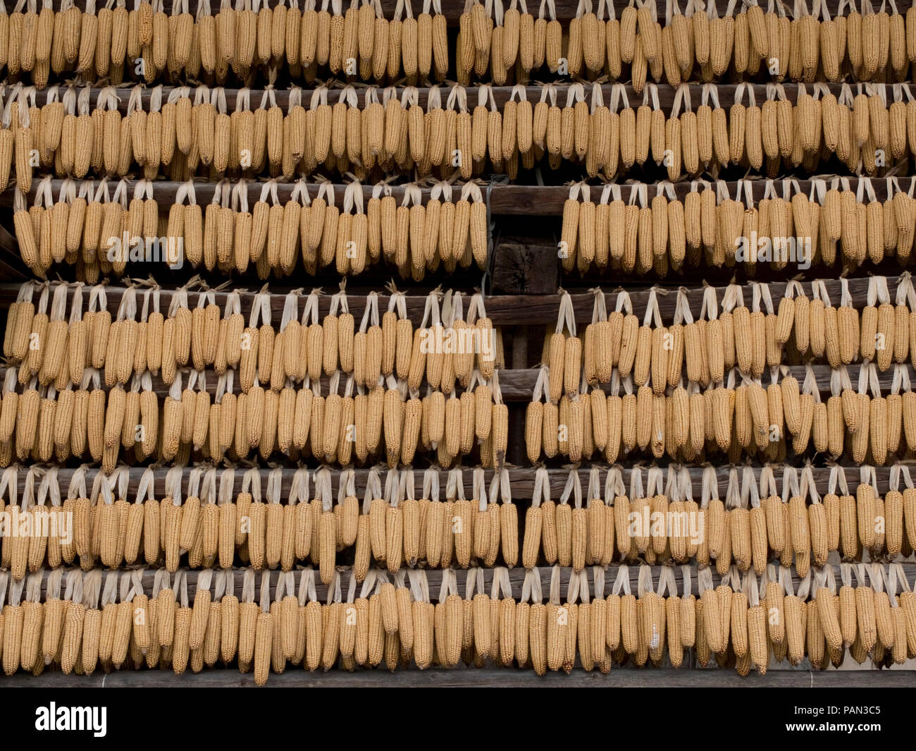 Drying corn cobs in a barn, Slovenia Stock Photo - Alamy