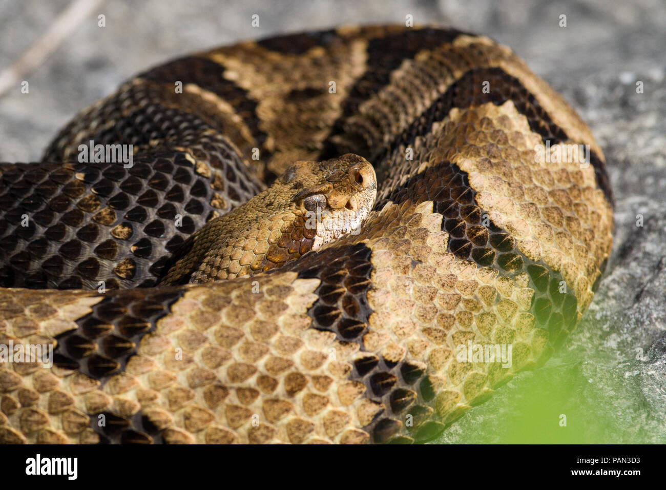 Timber rattlesnake hi-res stock photography and images - Alamy