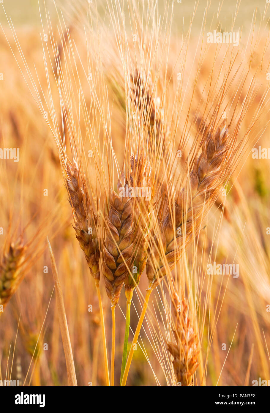 Golden wheat field as texture Stock Photo - Alamy