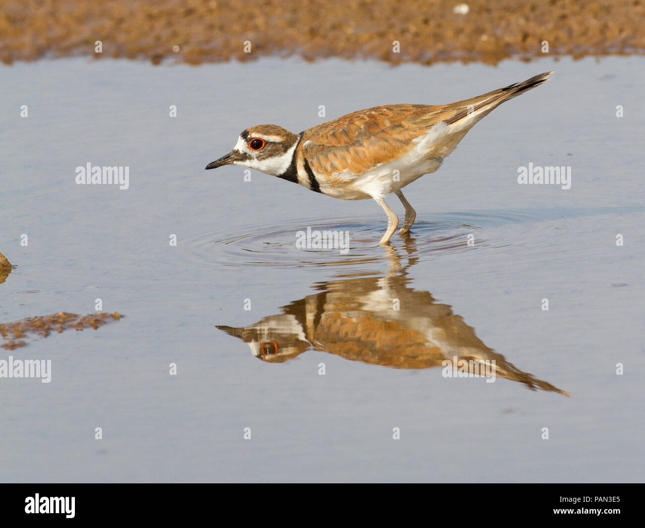 Vociferous hi-res stock photography and images - Alamy