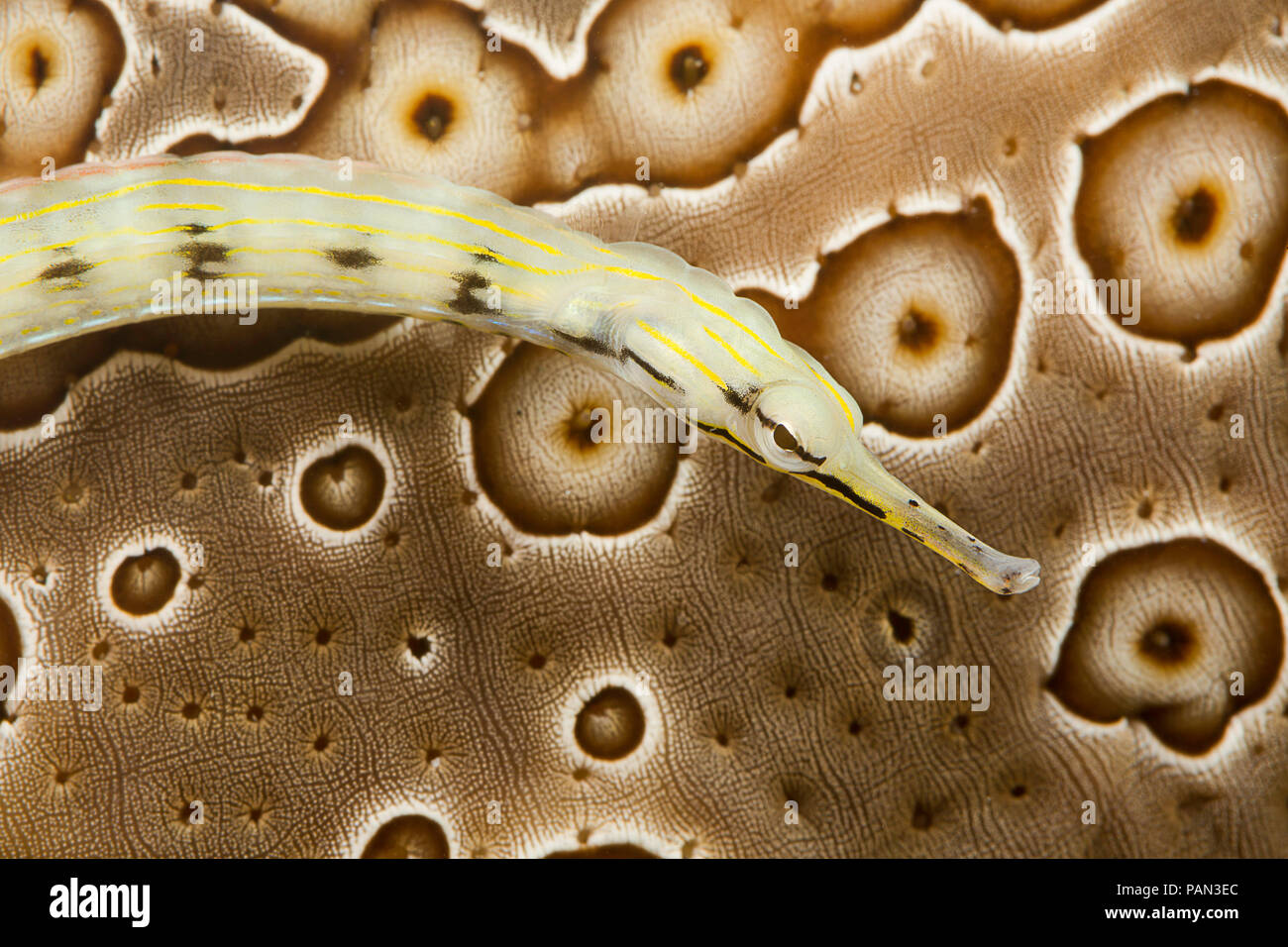This yellow scribbled pipefish, Corythoichthys sp, is an unnamed ...
