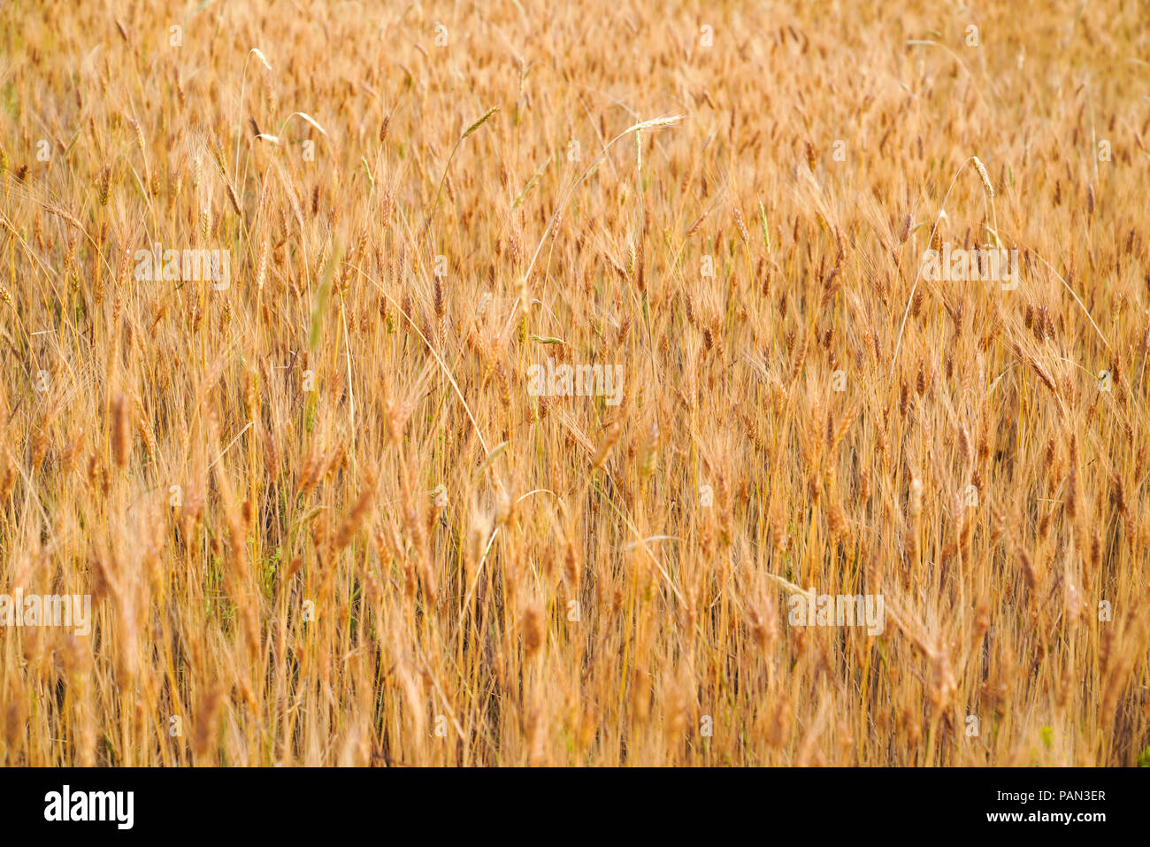Golden wheat field, texture, background Stock Photo - Alamy