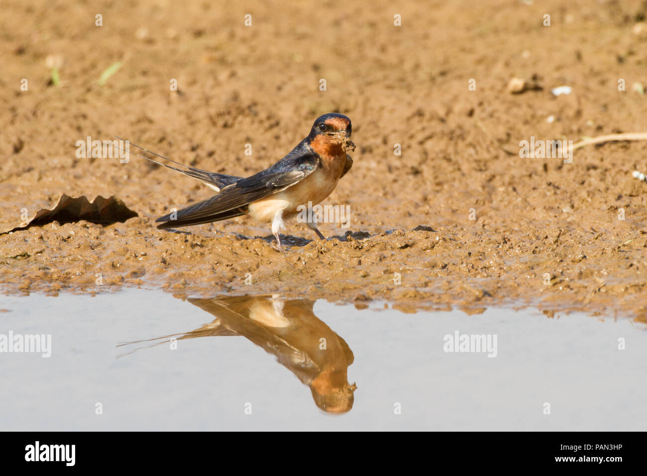 Male swallow hirundo rustica hi-res stock photography and images - Alamy