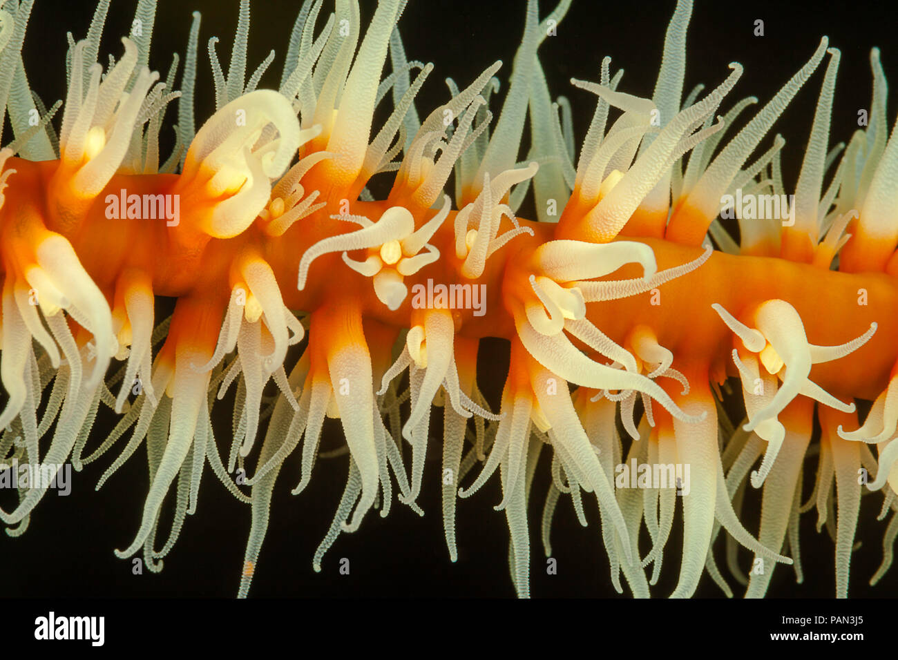 A close look at wire coral, Cirrhipathes anguina, with it's polyps ...