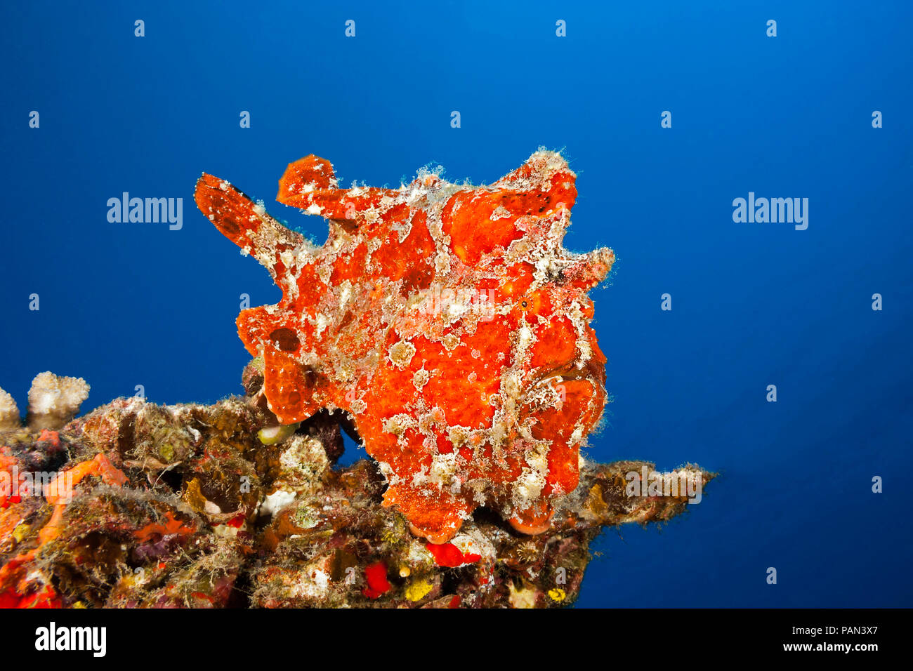 Commerson's Frogfish, Antennarius commersoni, Hawaii Stock Photo - Alamy