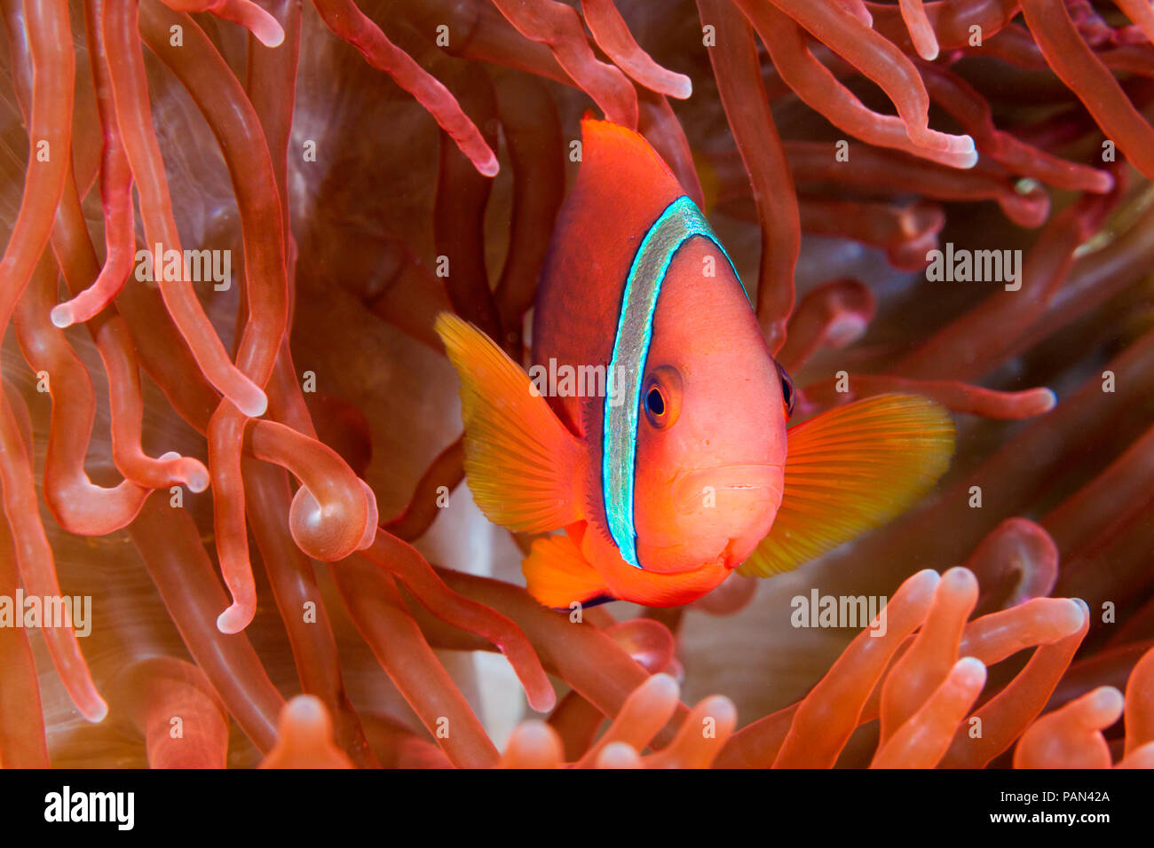 Wary of the photographer, this Black Anemonefish, Amphiprion melanopus ...